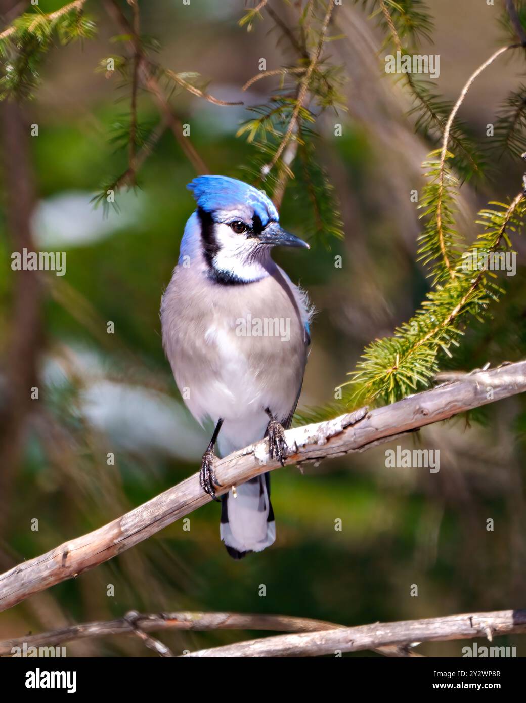Blue Jay close-up front view perched on a branch with a blur soft ...