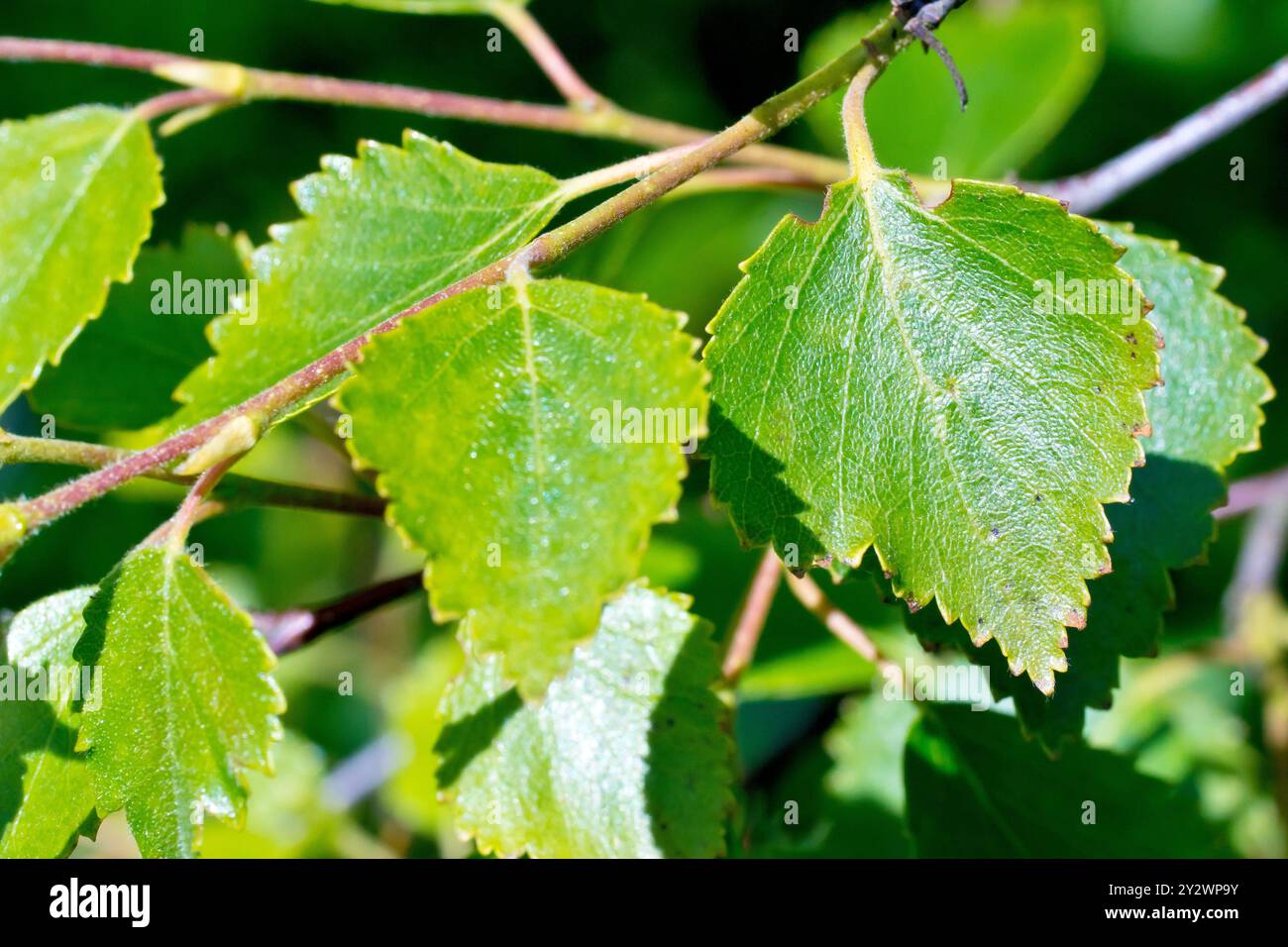 Close up of leaves of birch tree hi-res stock photography and images ...