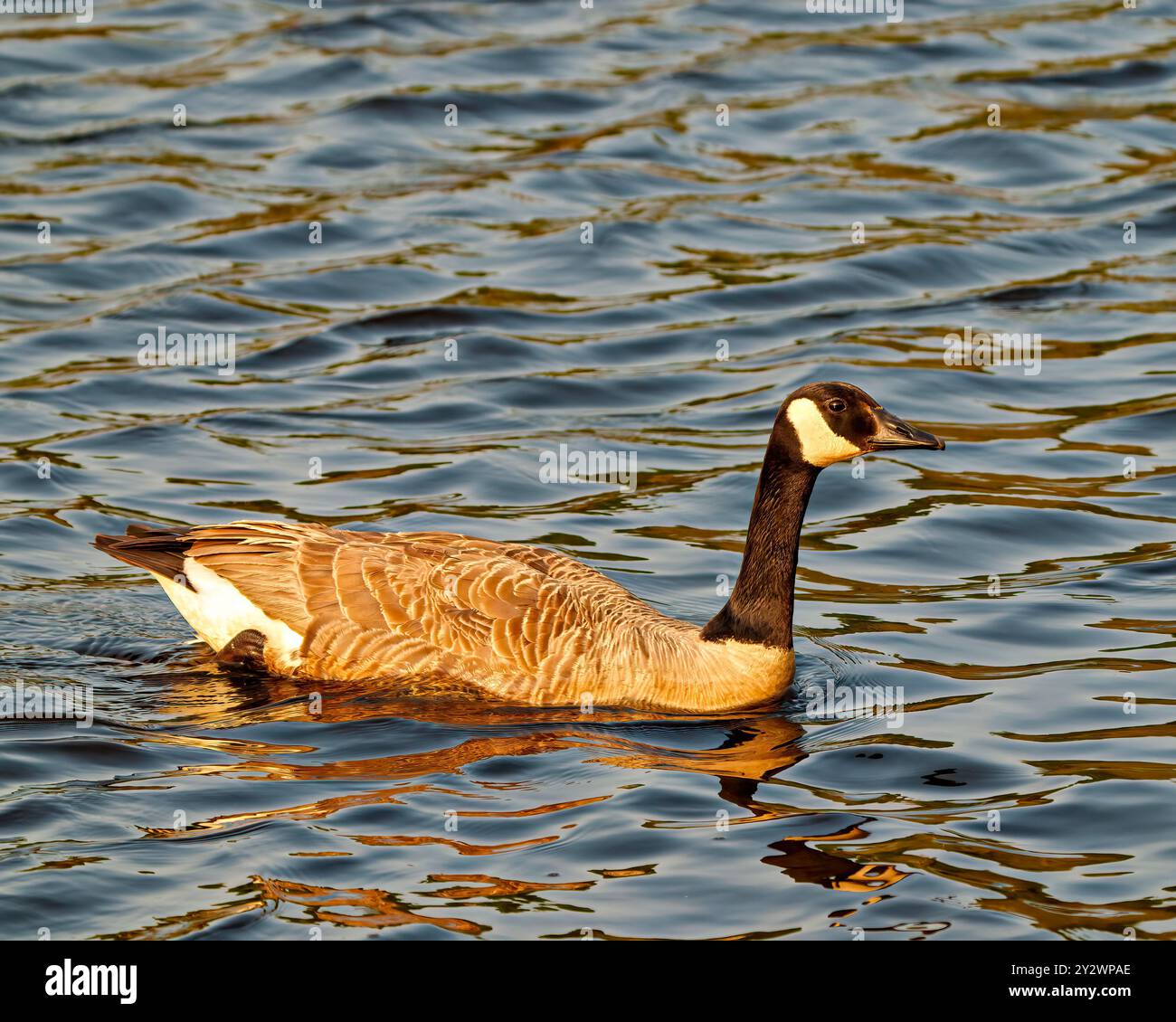 Canada Geese close-up side view, swimming on the lake in its ...