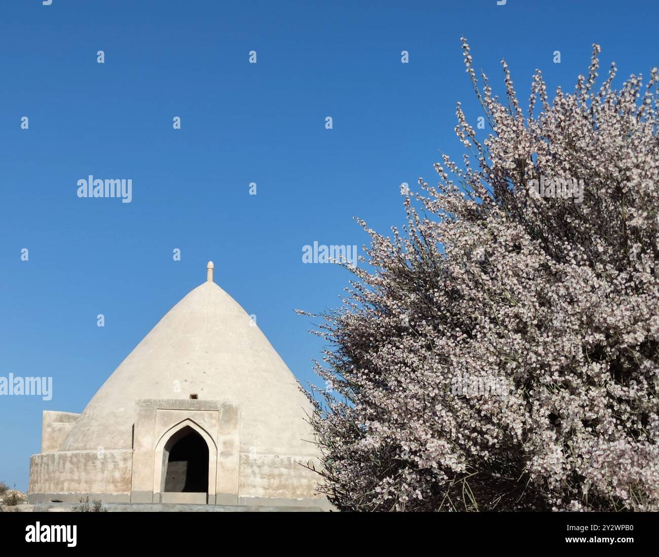A Cistern Beside a Blooming Almond Tree: A Symbol of Spring's Vitality ...