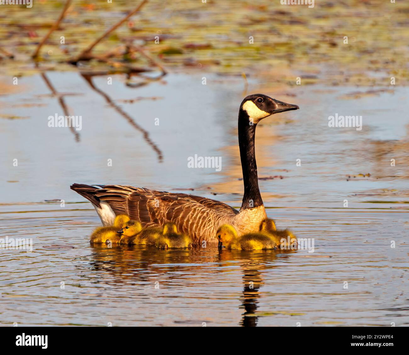 Canadian Geese with gosling babies swimming in their environment and ...