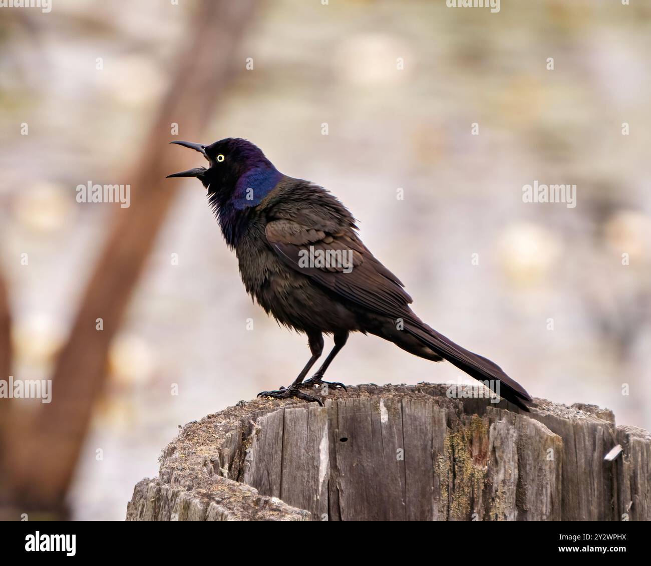 Common Grackle close-up side view standing on a tree stump with blur ...