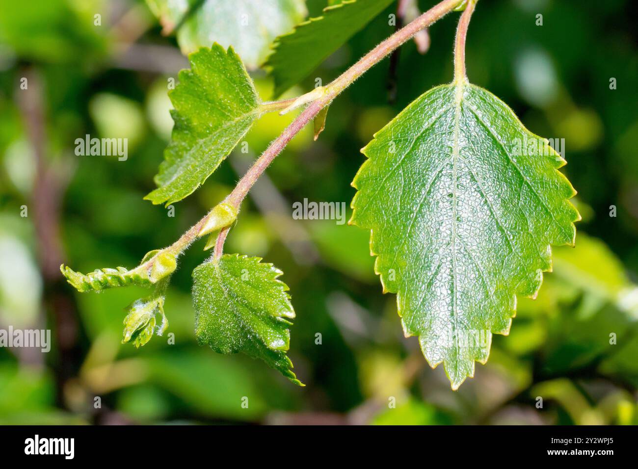 Close up of leaves of birch tree hi-res stock photography and images ...