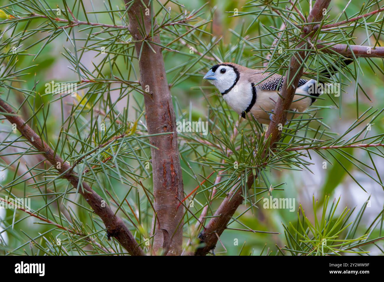 A close-up of a double-barred finch perched on a tree branch Stock ...