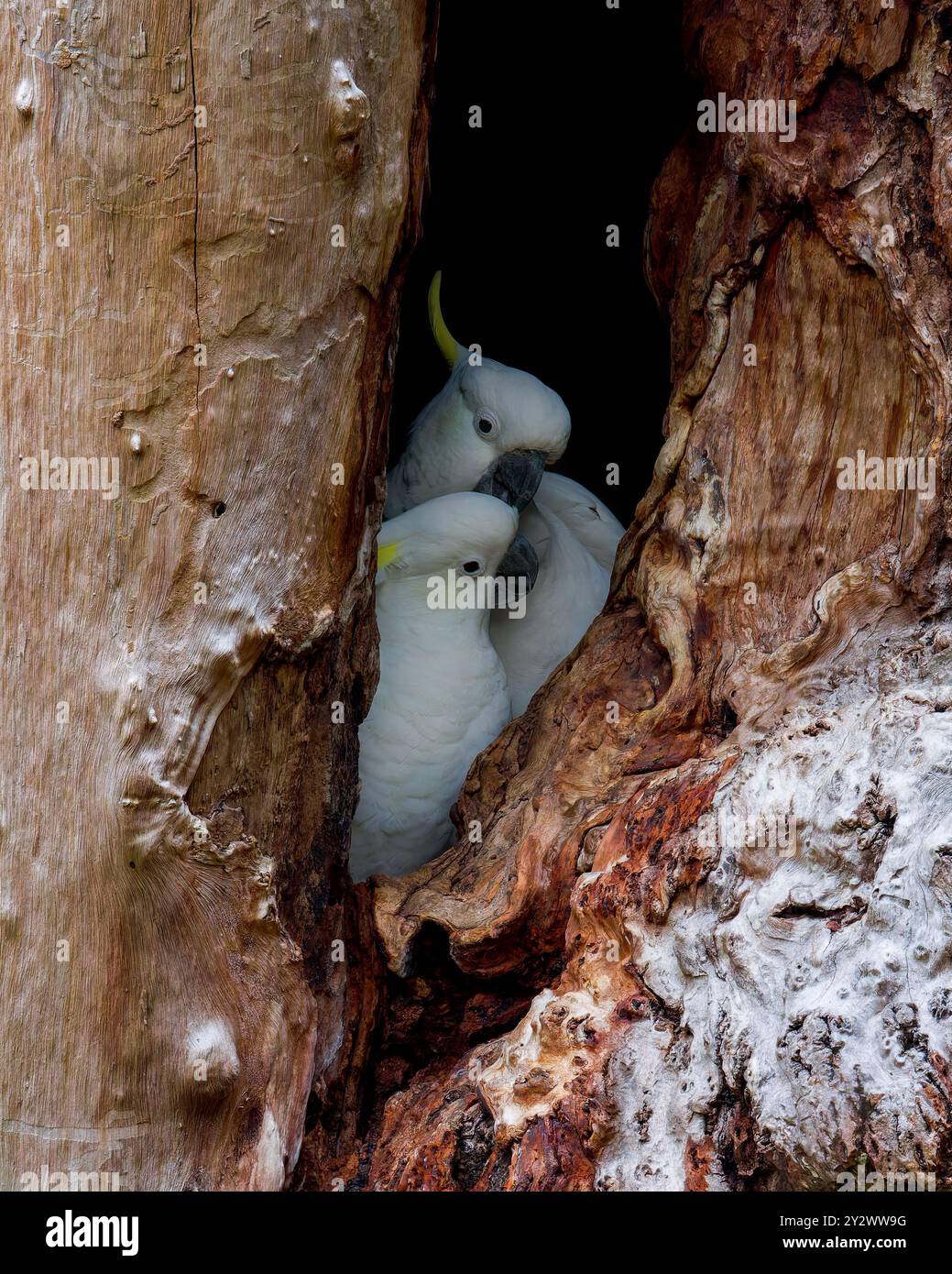 Two white cockatoos nestled in the hollow of a tree Stock Photo - Alamy