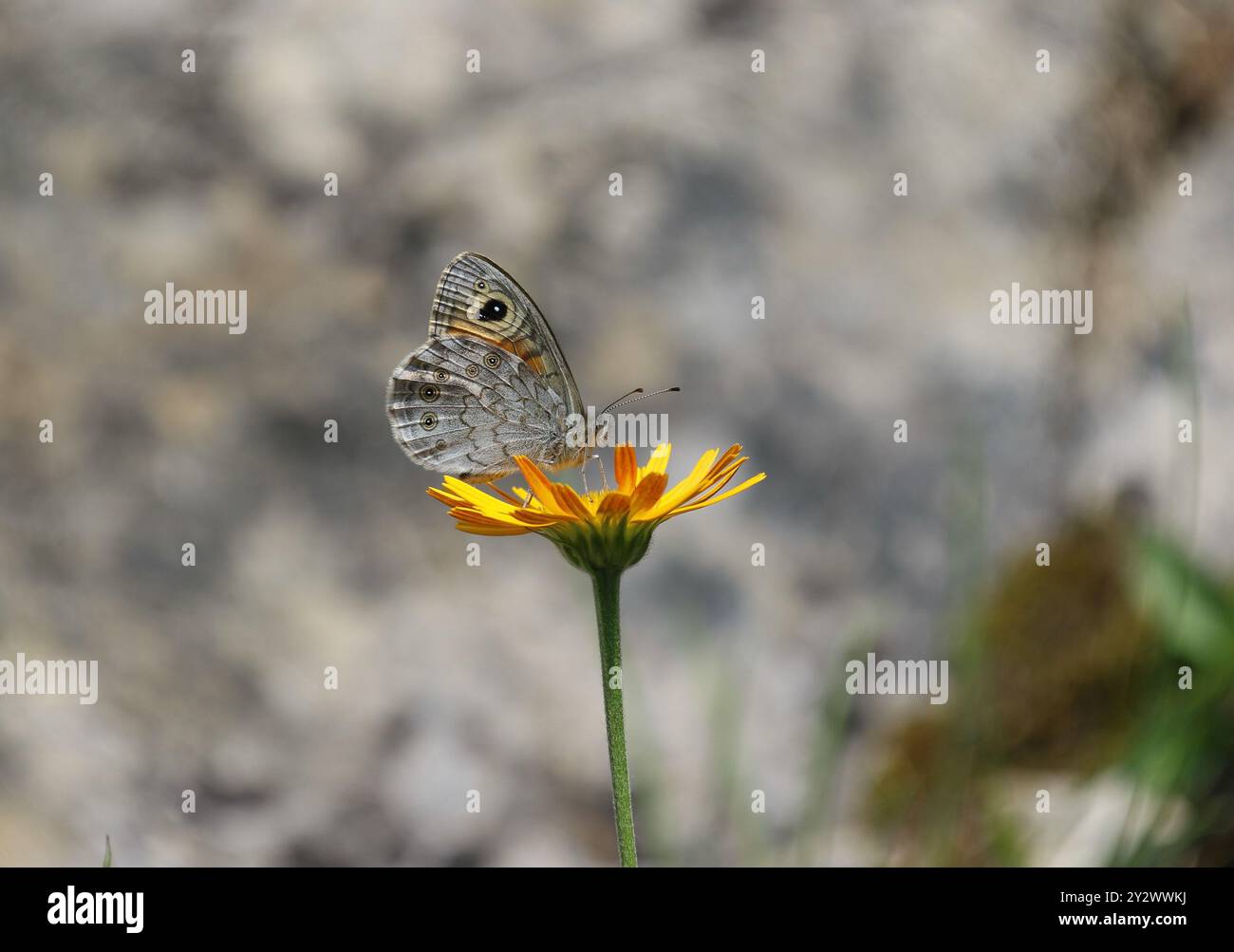 Large Wall Brown butterfly male - Lasiommata maera Stock Photo - Alamy