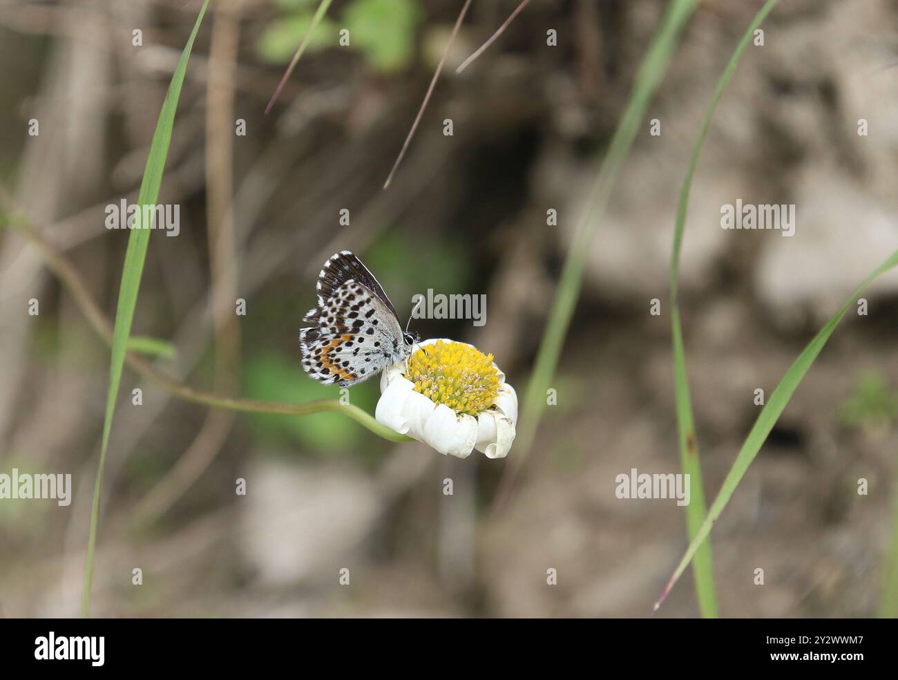 Chequered Blue butterfly - Scolitantides orion Stock Photo - Alamy