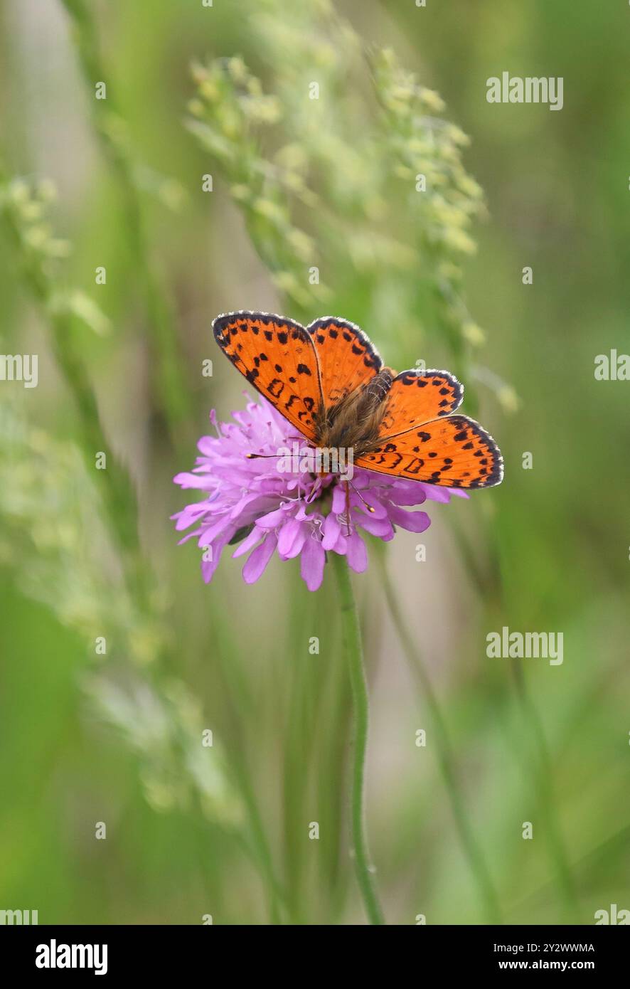 Spotted Fritillary or Red-band Fritillary butterfly male - Melitaea ...