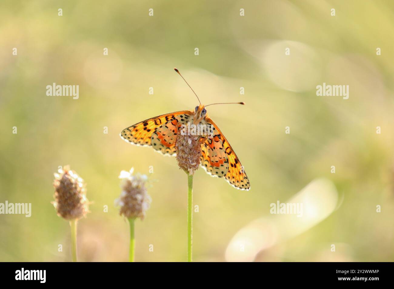 Spotted Fritillary or Red-band Fritillary butterfly male backlit in the ...