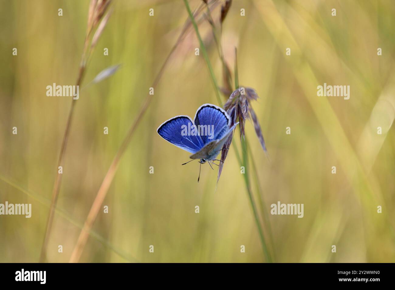 Green-underside Blue butterfly male - Glaucopsyche alexis Stock Photo ...