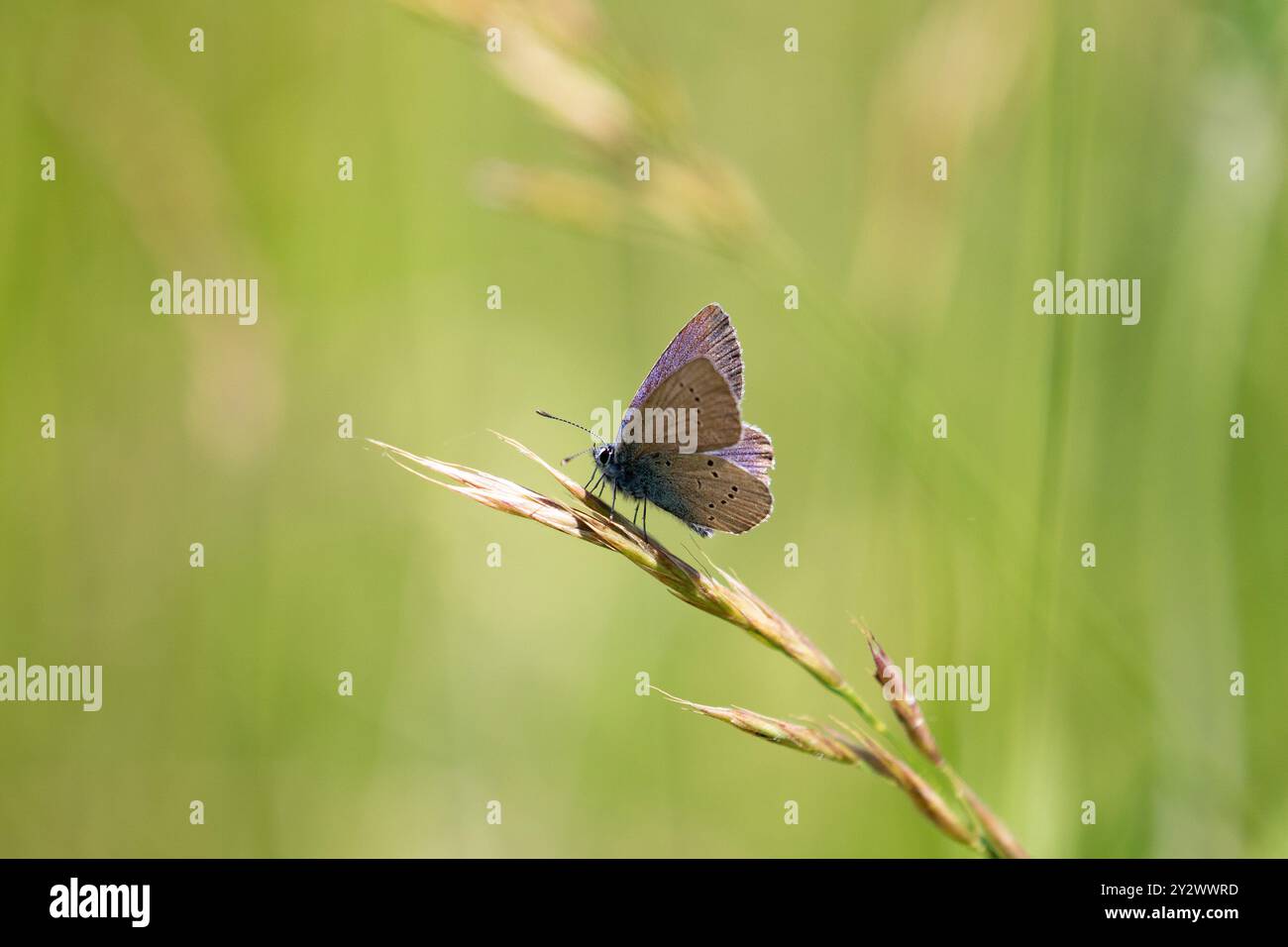 Mazarine Blue male - Cyaniris semiargus Stock Photo - Alamy