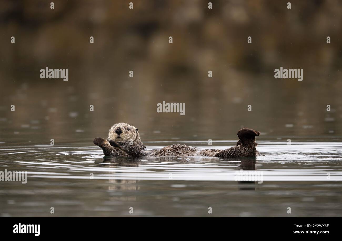 Northern sea otter floating in a bay at Seldovia, Alaska Stock Photo ...