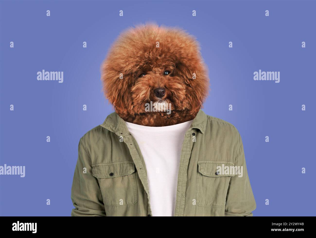 Fluffy Dog's Head on Human Body Wearing a Green Jacket Stock Photo - Alamy
