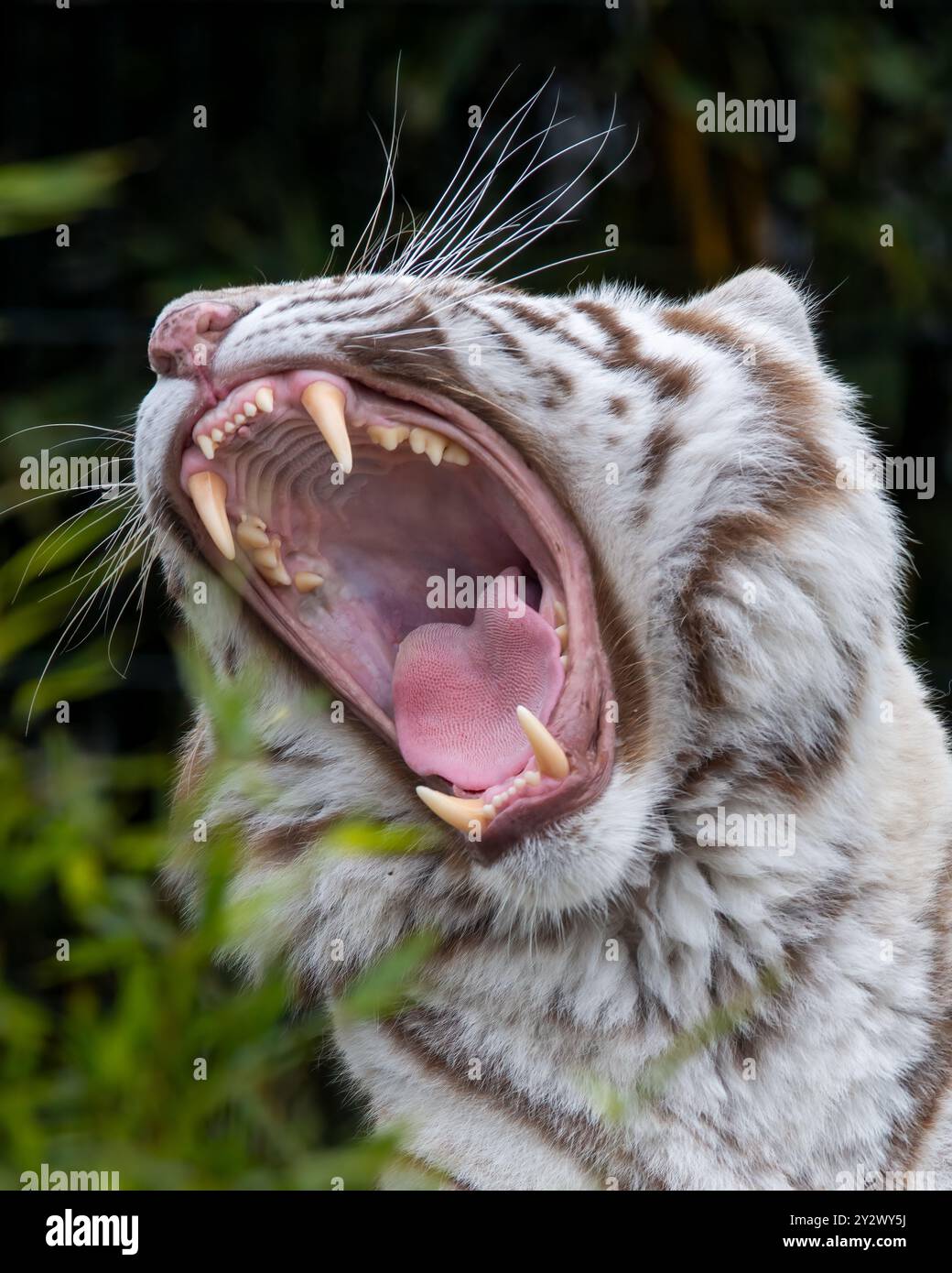 White Tiger Teeth