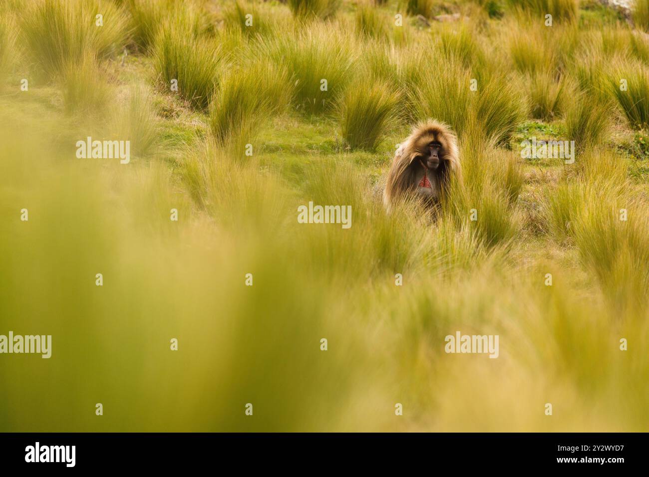 Gelada baboon eating grass (Theropithecus gelada) Debre Sina. Ethiopia ...