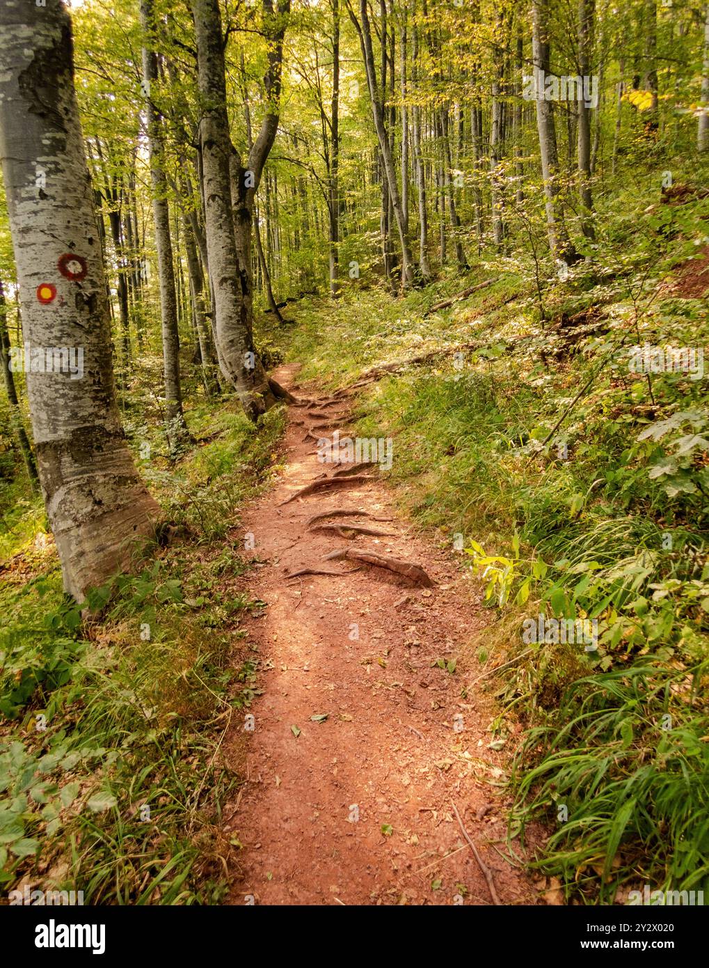 hiking trail in the forest Stock Photo - Alamy