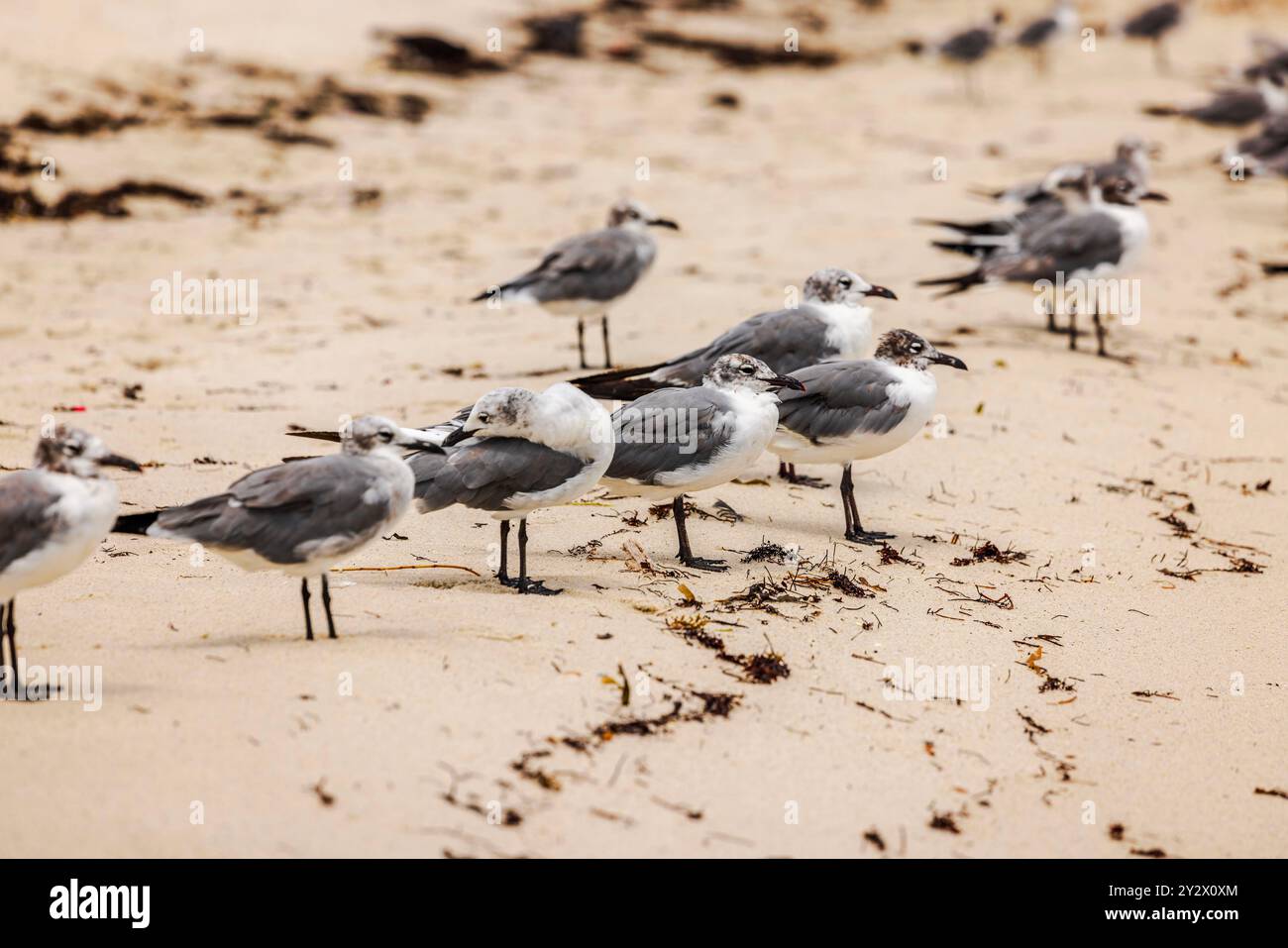 Close-up view of flock of large seagulls sitting on sandy beach of ...