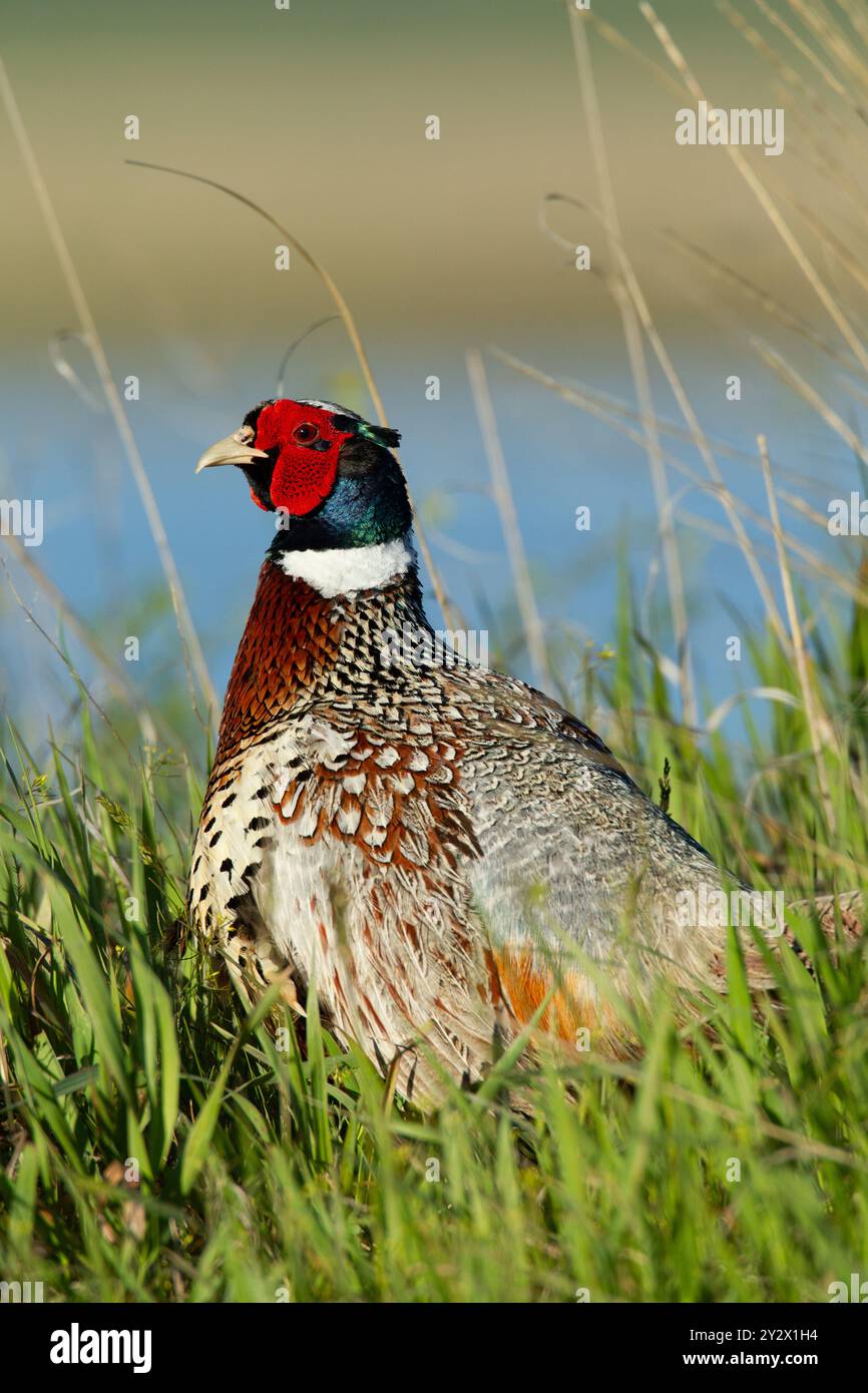 Bright red wattles and iridescent head plumage stand out in this side ...