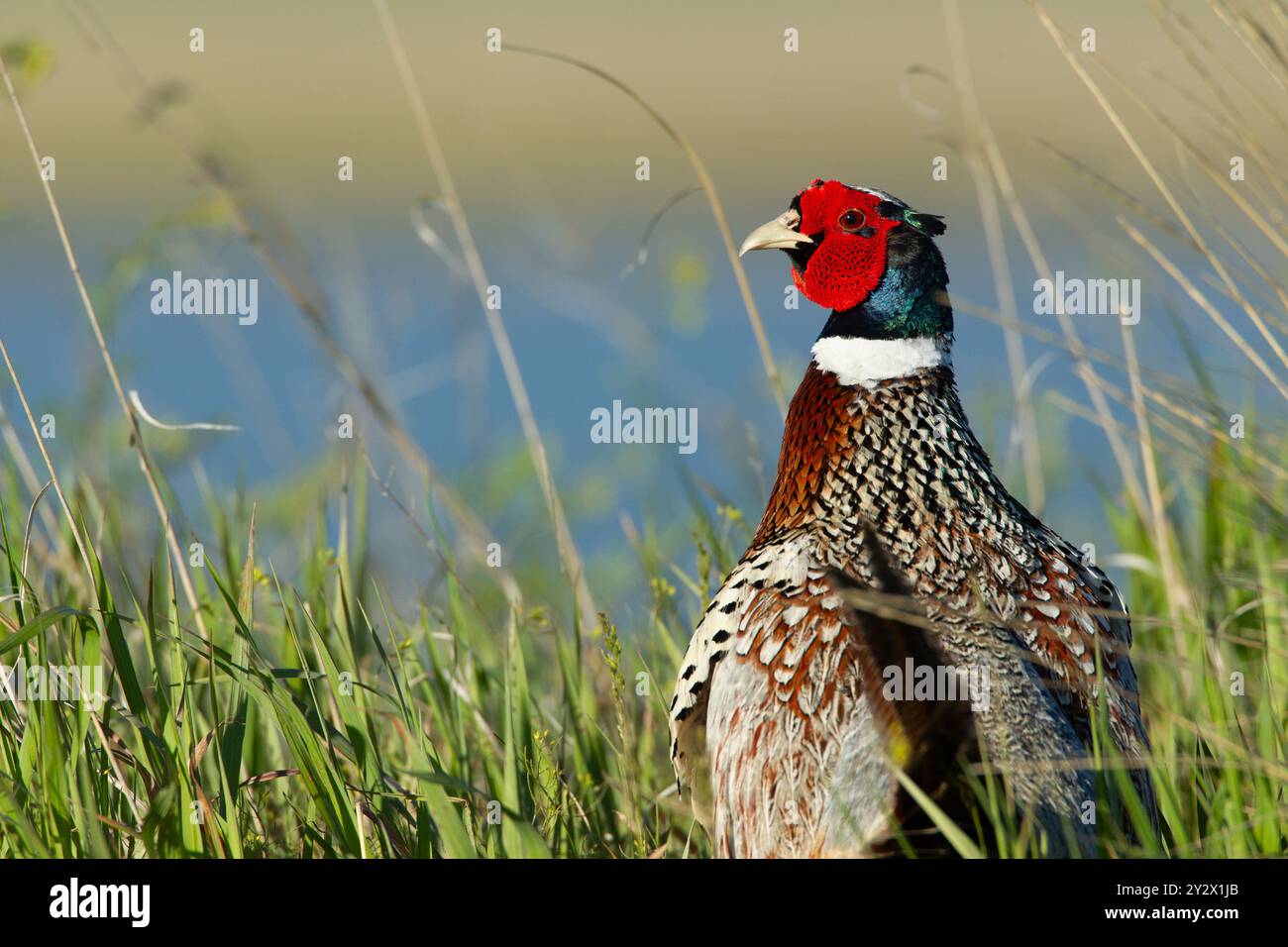 Rear view of cock ring-necked pheasant (Phasianus colchicus) shows ...