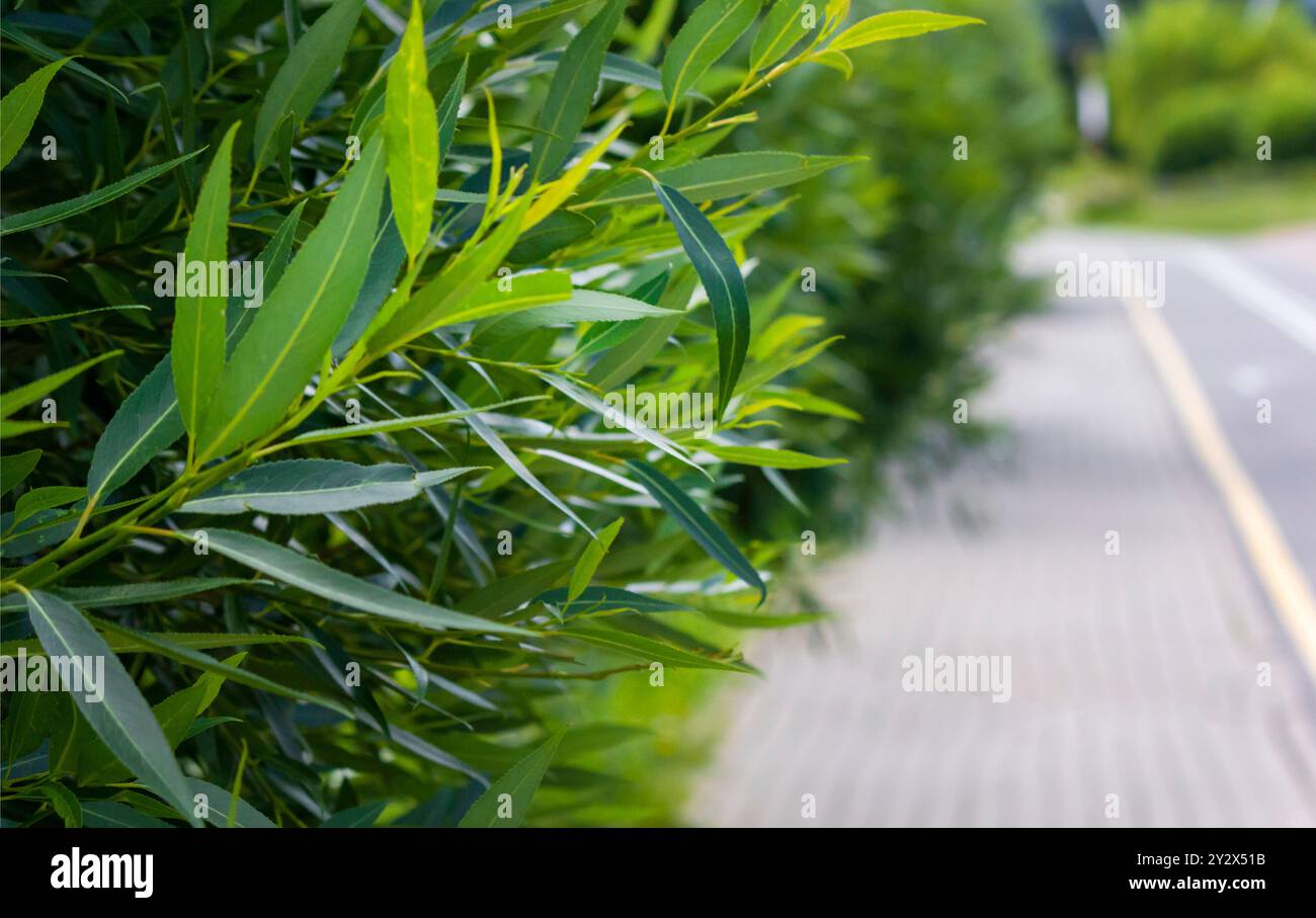 Common oleander leaves hi-res stock photography and images - Alamy