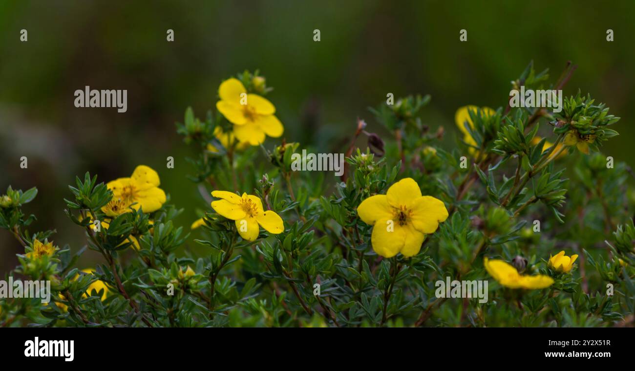 Potentilla neumanniana is a shrub with yellow flowers Stock Photo - Alamy