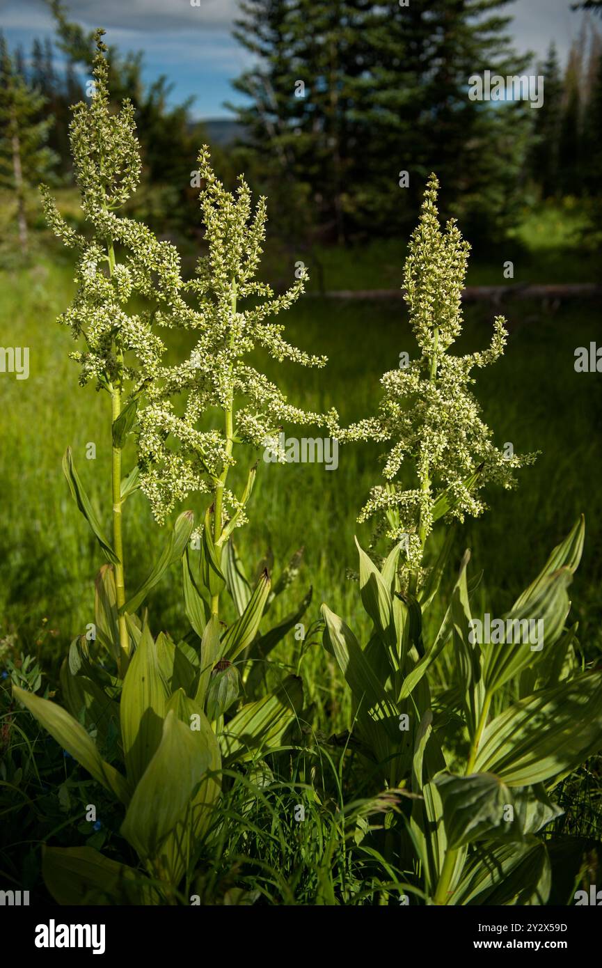 Corn Lily aka California False Hellebore (Veratrum californicum), a ...