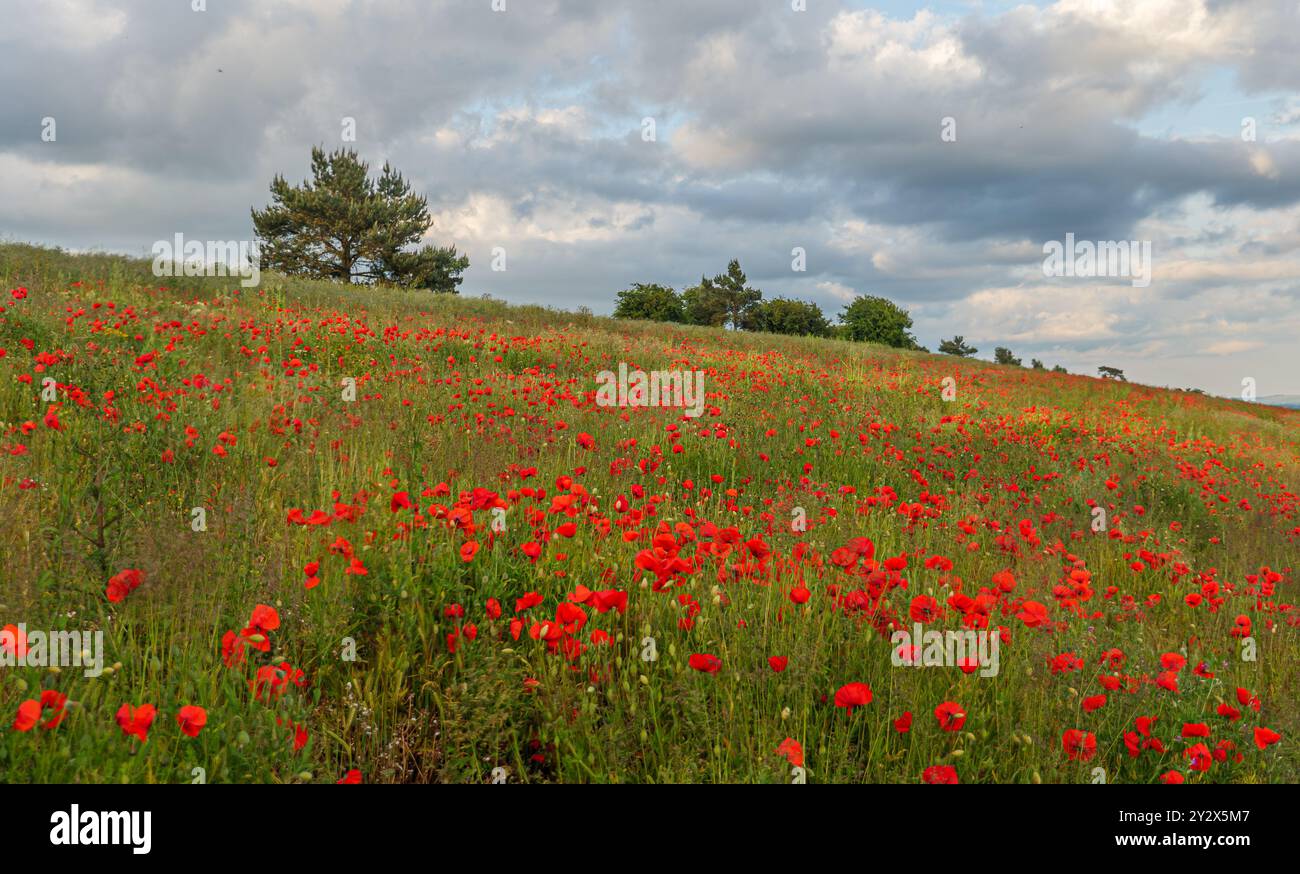 Poppy fields beautiful colours Stock Photo - Alamy
