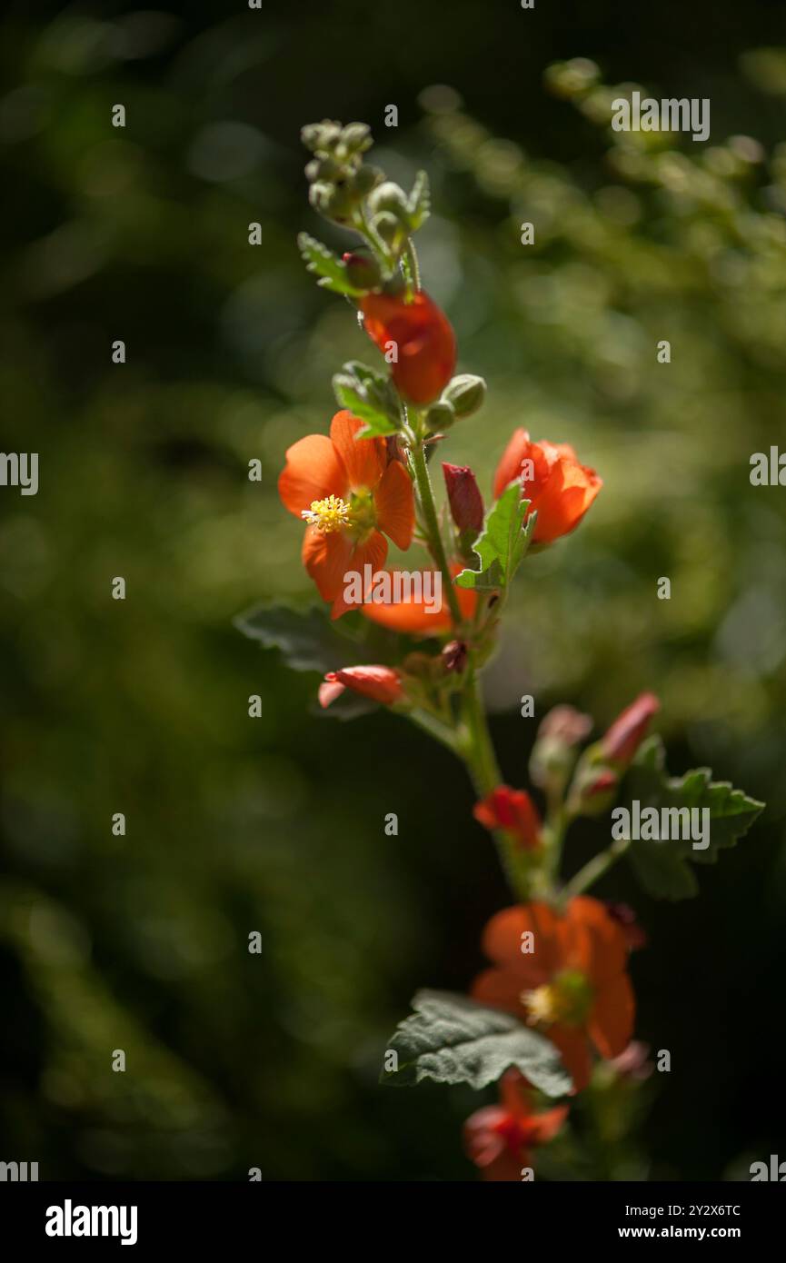 A Fendler's Globemallow (Sphaeralcea Fendleri) in southern Colorado ...