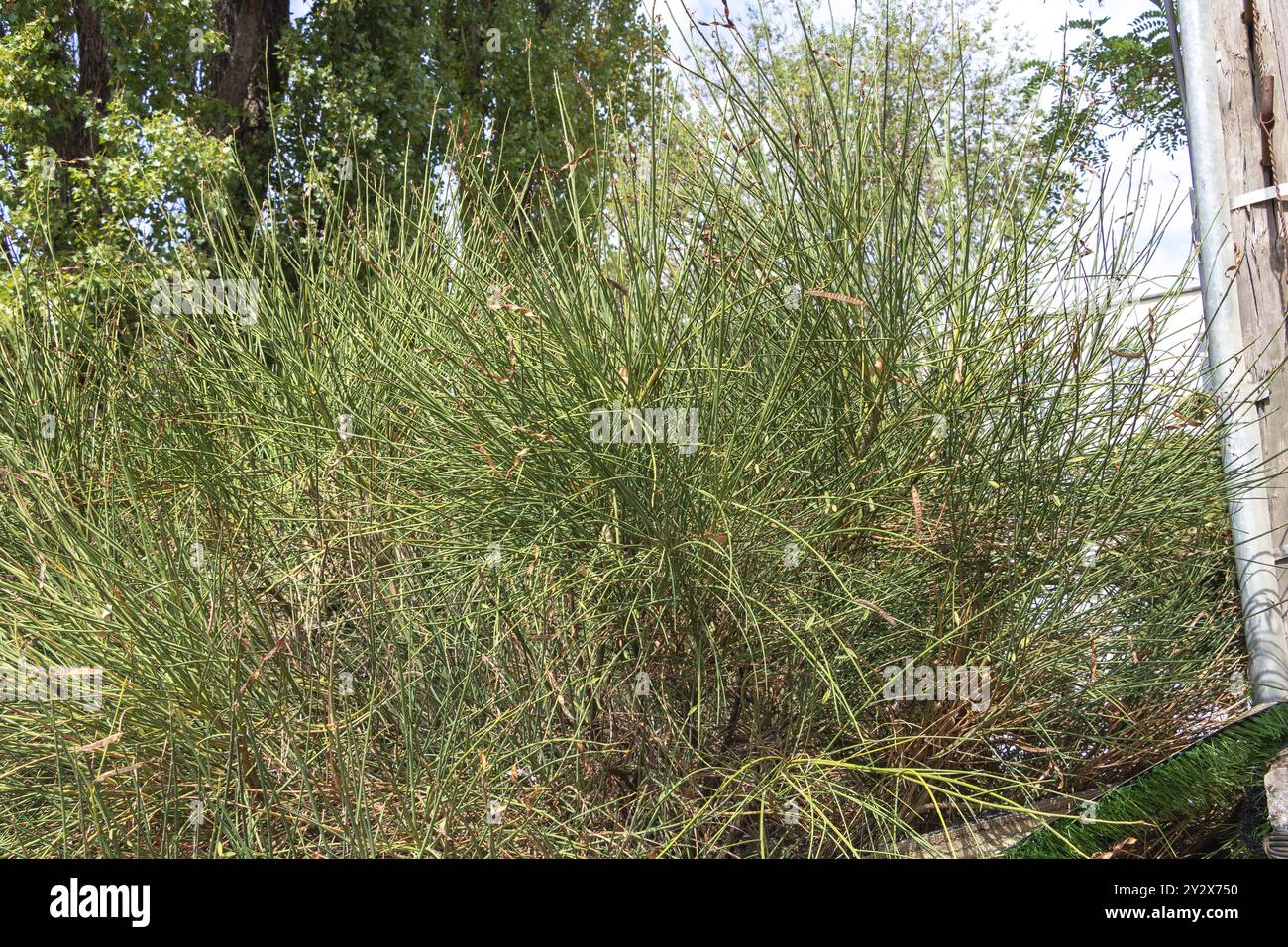 A increasingly tall grass near the corner house, with tall, bushy ...