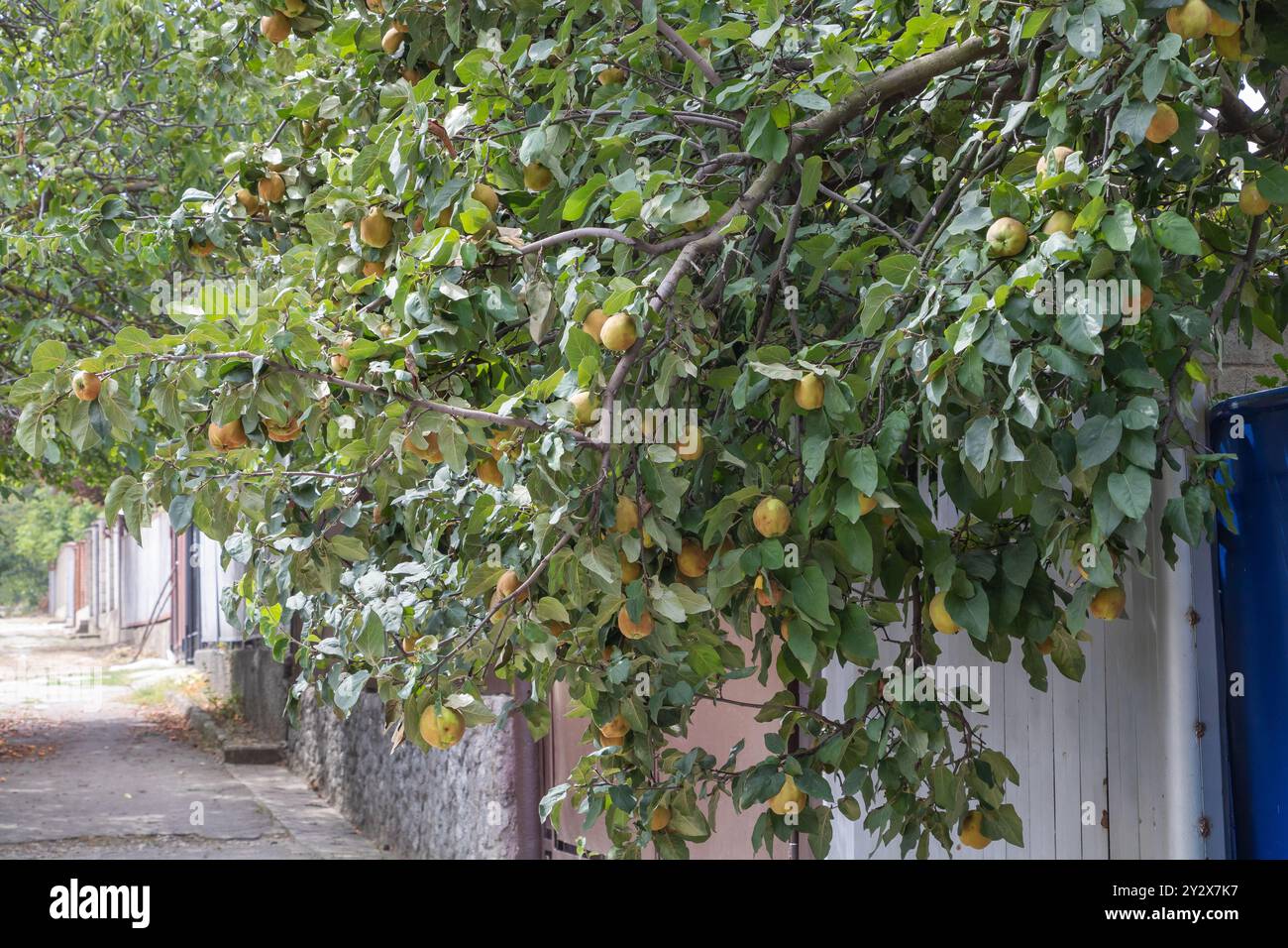 The quince tree is full of quince fruits hanging on the branches in an ...