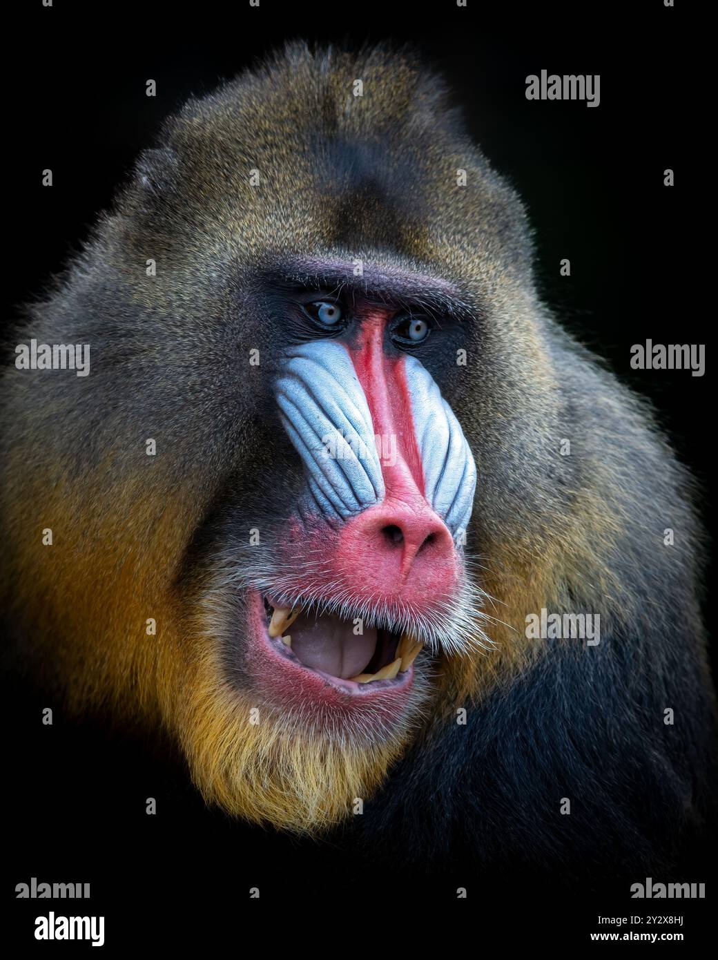 A close-up of a mandrill's face showing its colorful and detailed ...