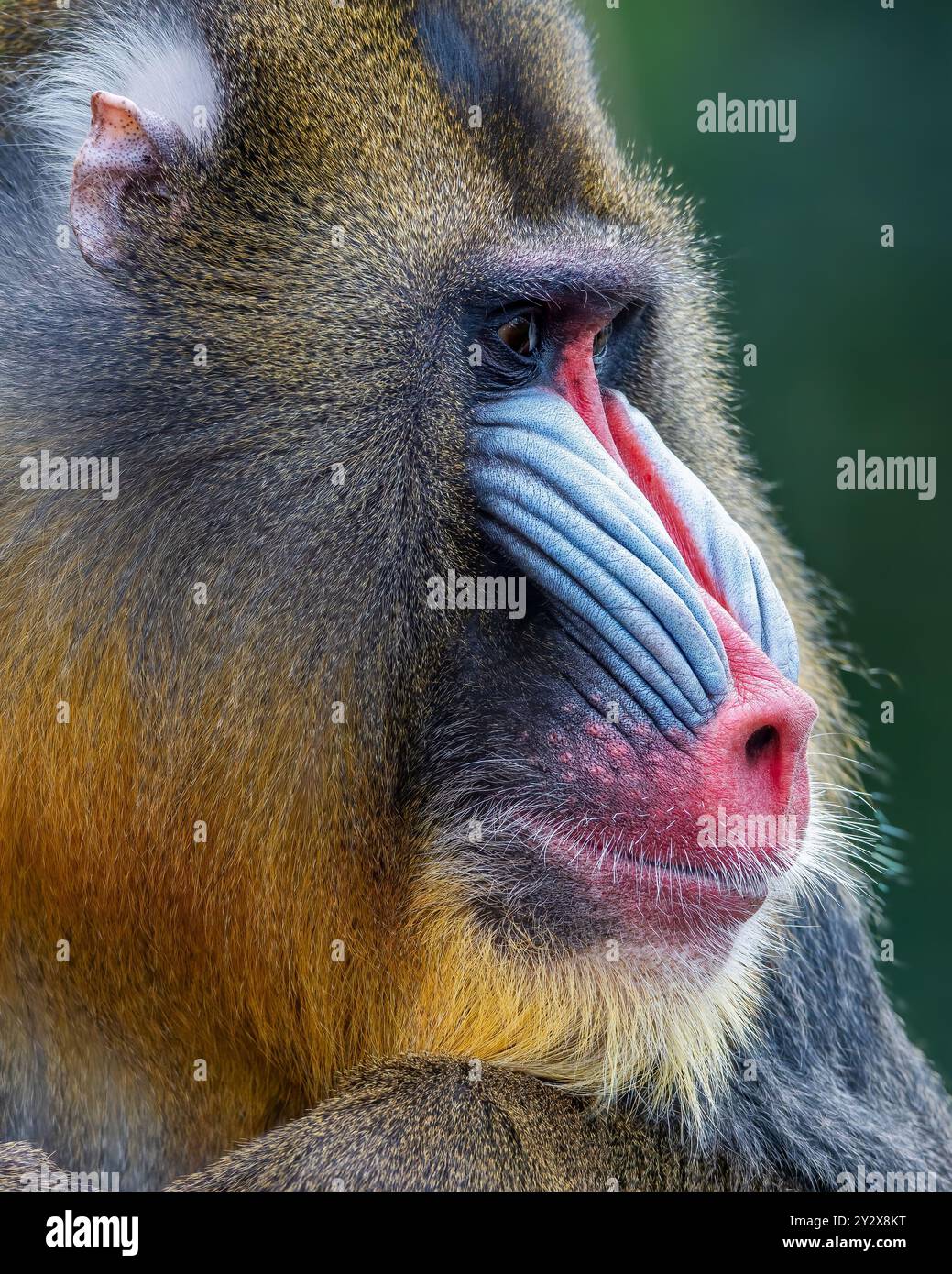 A close-up of a mandrill's face showing its colorful and detailed ...