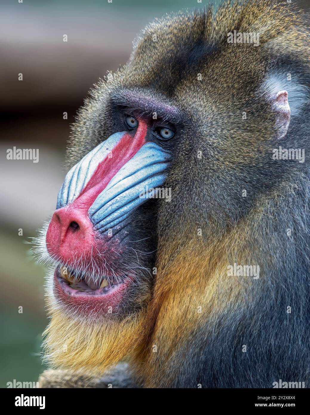 A close-up of a mandrill's face showing its colorful and detailed ...