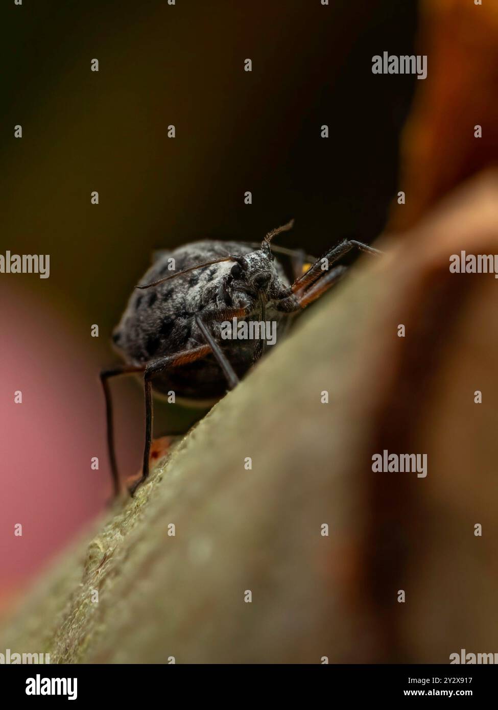 Giant Willow Aphid (Tuberolachnus salignus Stock Photo - Alamy