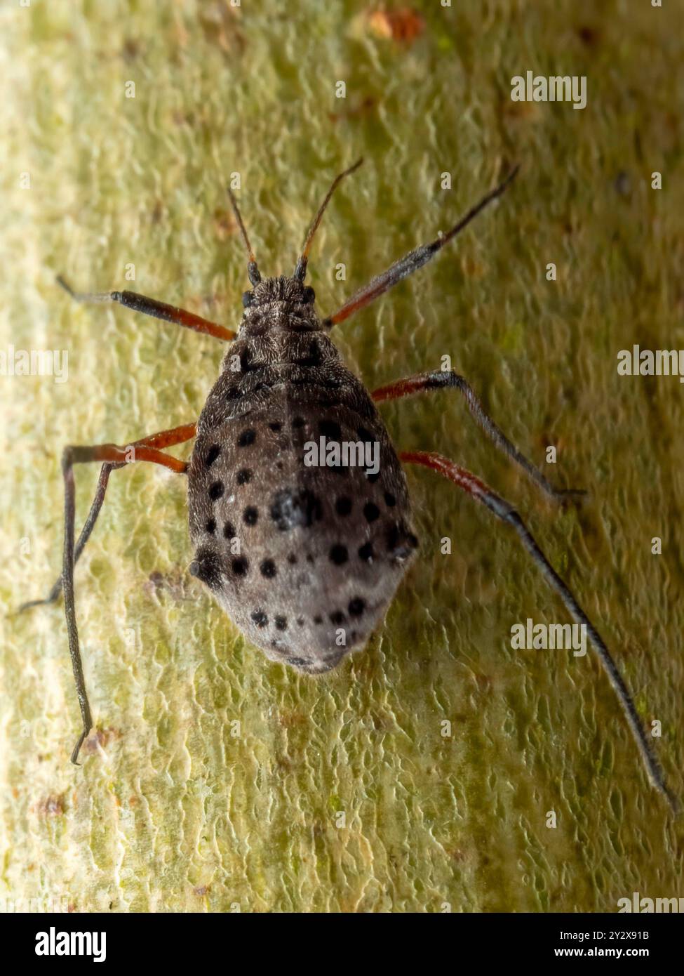 Giant Willow Aphid (Tuberolachnus salignus Stock Photo - Alamy