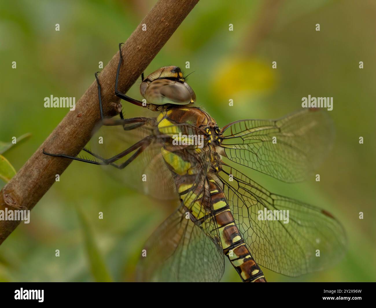 Female Migrant Hawker (Aeshna mixta Stock Photo - Alamy