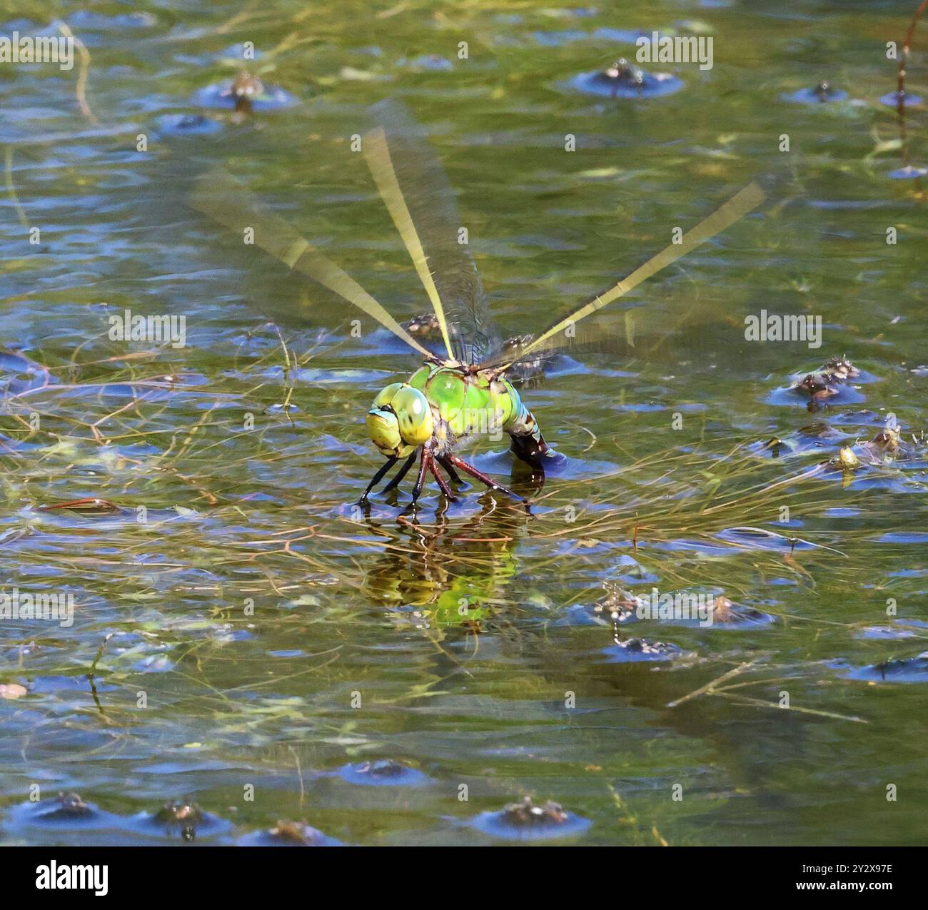 A female Emperor Dragonfly (Anax imperator) ovipositing at Combe Hill ...