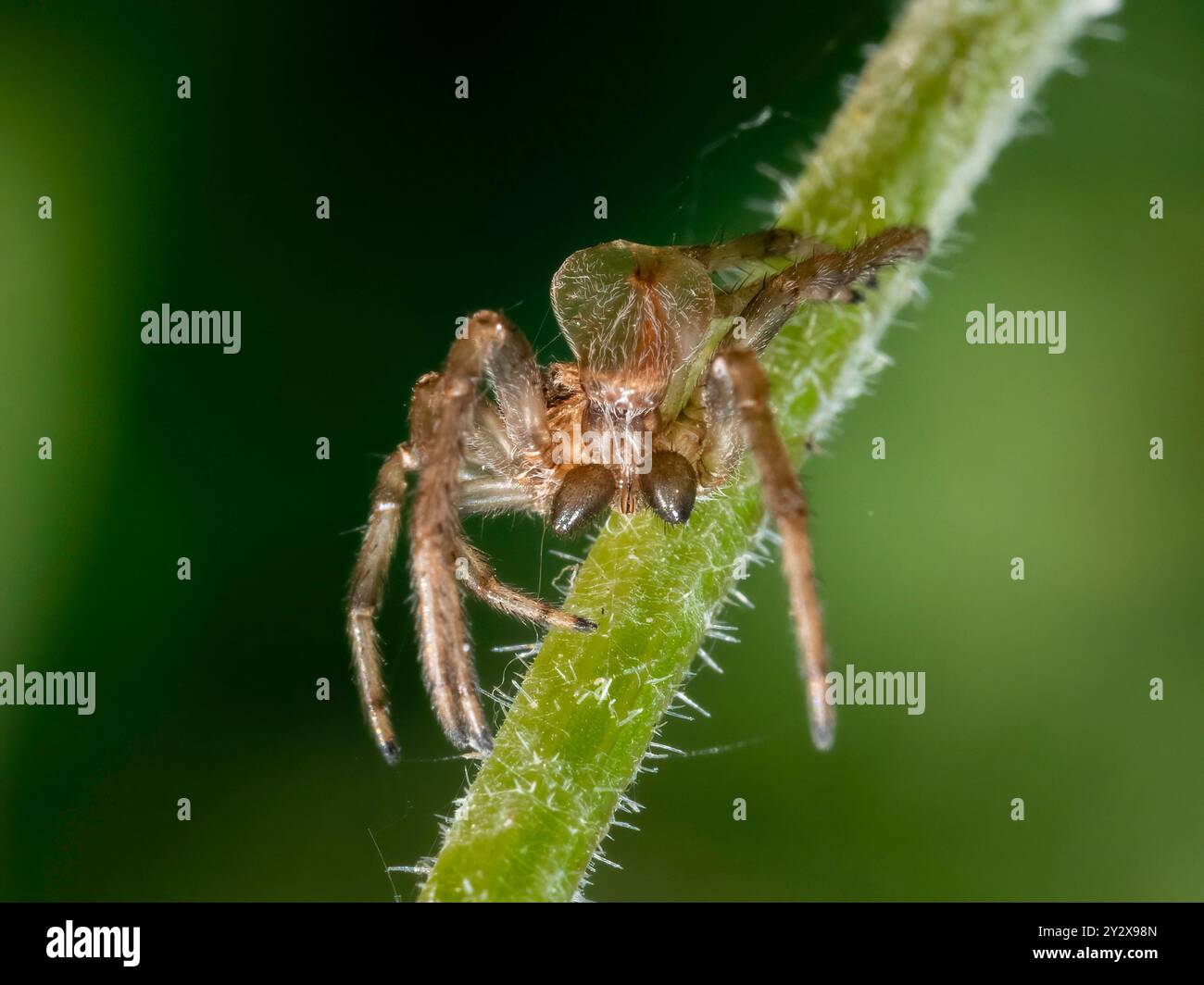 Wolf Spider shell Stock Photo - Alamy