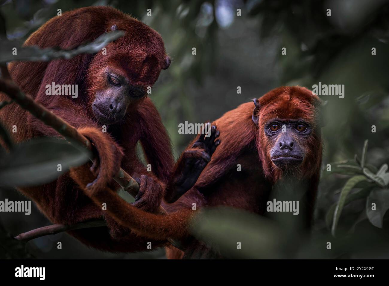 The Howler monkeys in the jungles of the Amazon, surrounded by tree ...