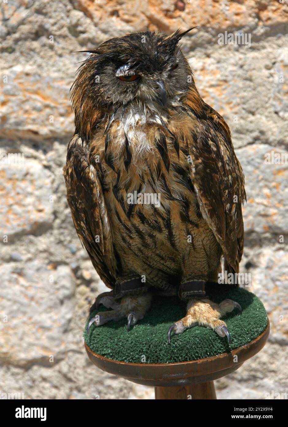 Eurasian Eagle-owl, Bubo bubo, Strigidae. Europe and Asia Stock Photo ...
