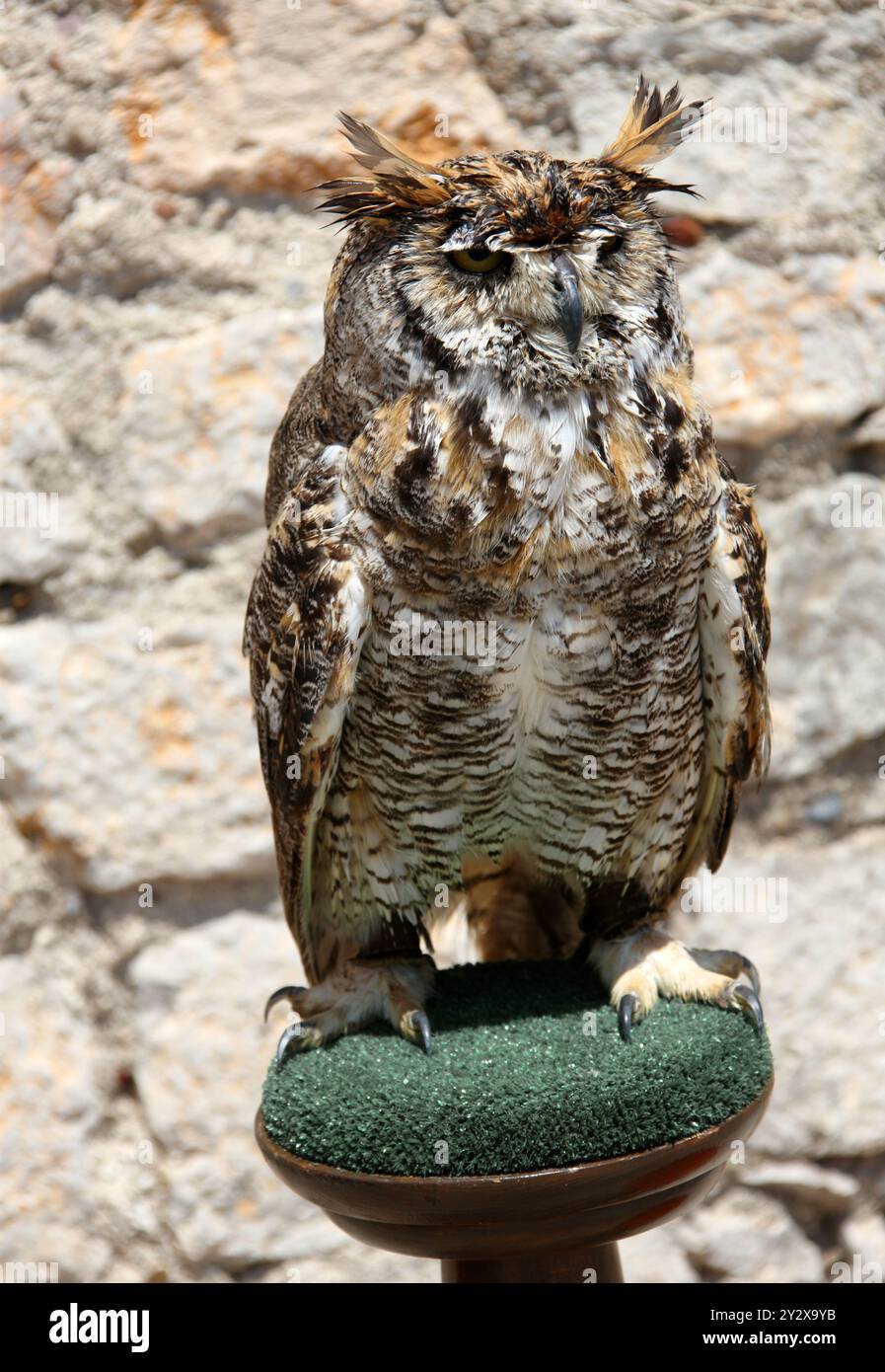 Northern or Sub-Arctic Great Horned Owl, Tiger Owl or the Hoot Owl ...
