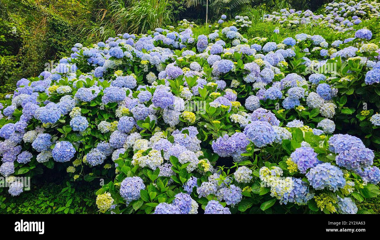 A vibrant garden filled with blooming blue hydrangeas under lush ...
