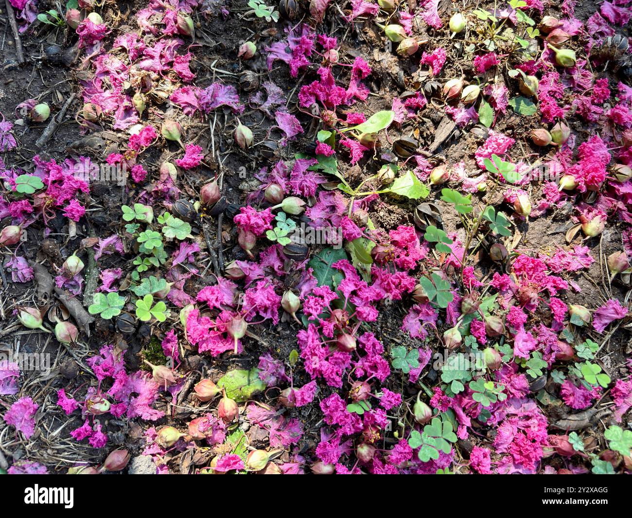 Natural ground cover scattered with vibrant pink fuchsia flowers and ...