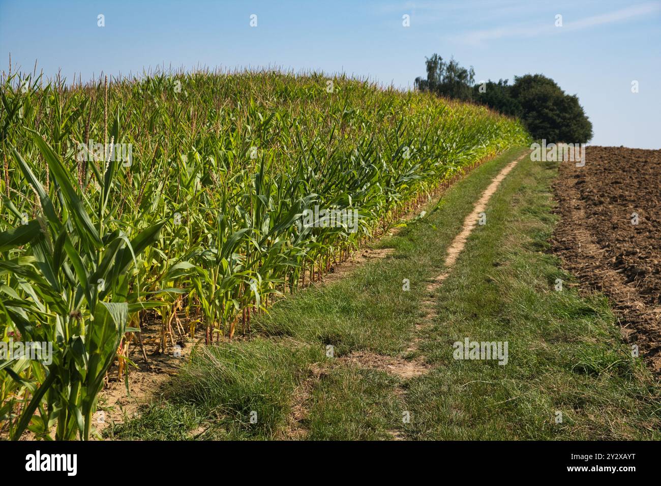 A countryside path running alongside a cornfield under a clear blue sky ...