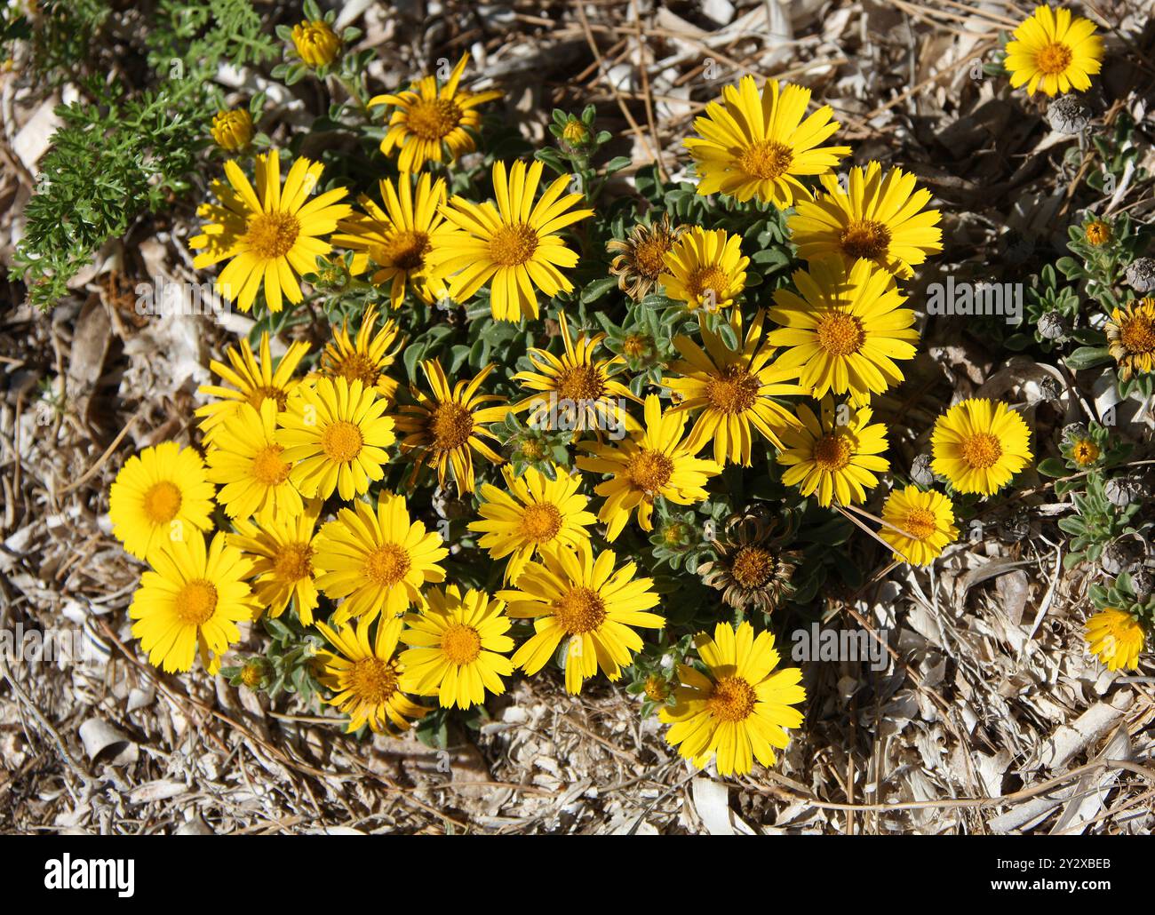 Asteriscus mediterranean beach daisy asteriscus hi-res stock ...