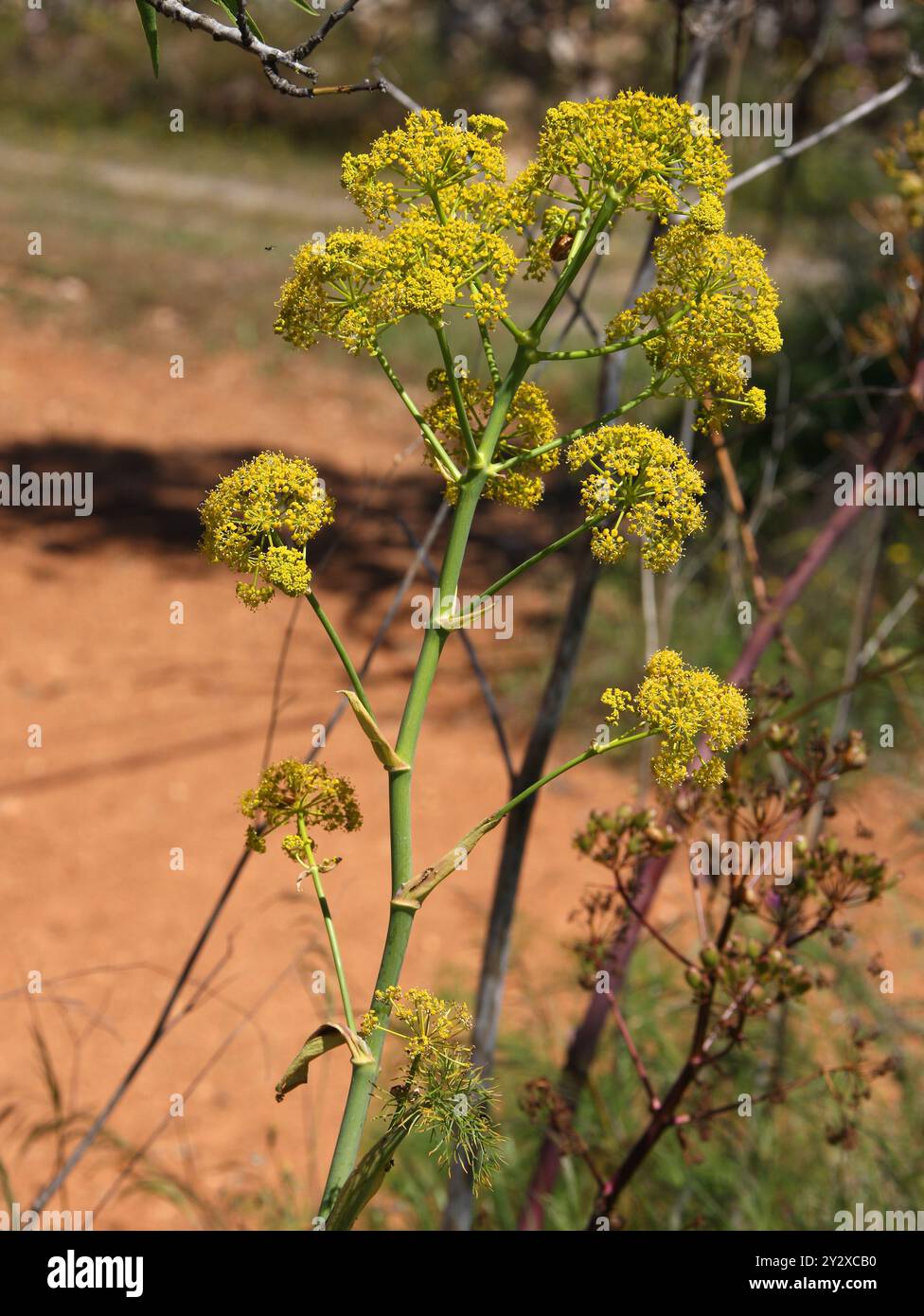 Giant Fennel, Ferula communis, Apiaceae. Ibiza, Balearic Islands, Spain ...
