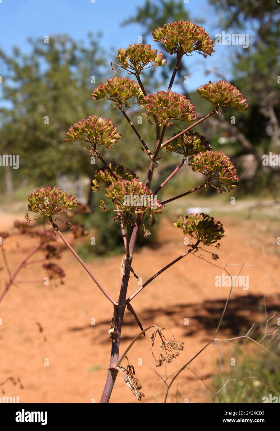 Seed Head of Giant Fennel, Ferula communis, Apiaceae. Ibiza, Balearic ...