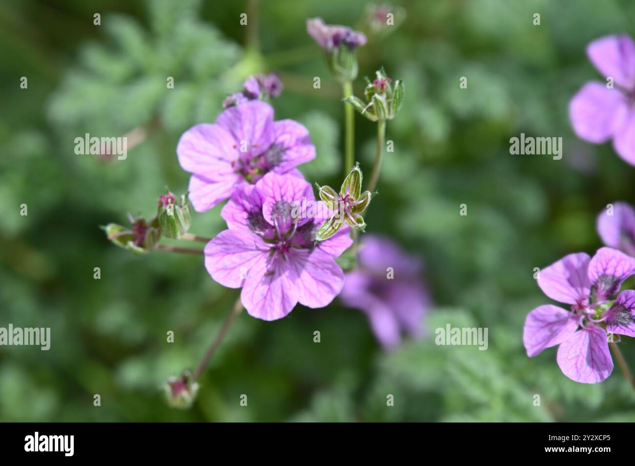 Delicate purple early summer flowers of rockery plant Erodium 'Fran's ...