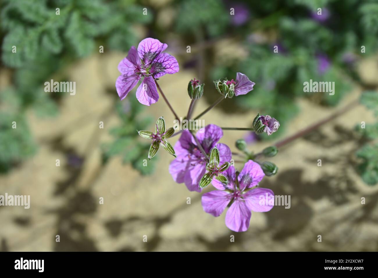 Delicate purple early summer flowers of rockery plant Erodium 'Fran's ...