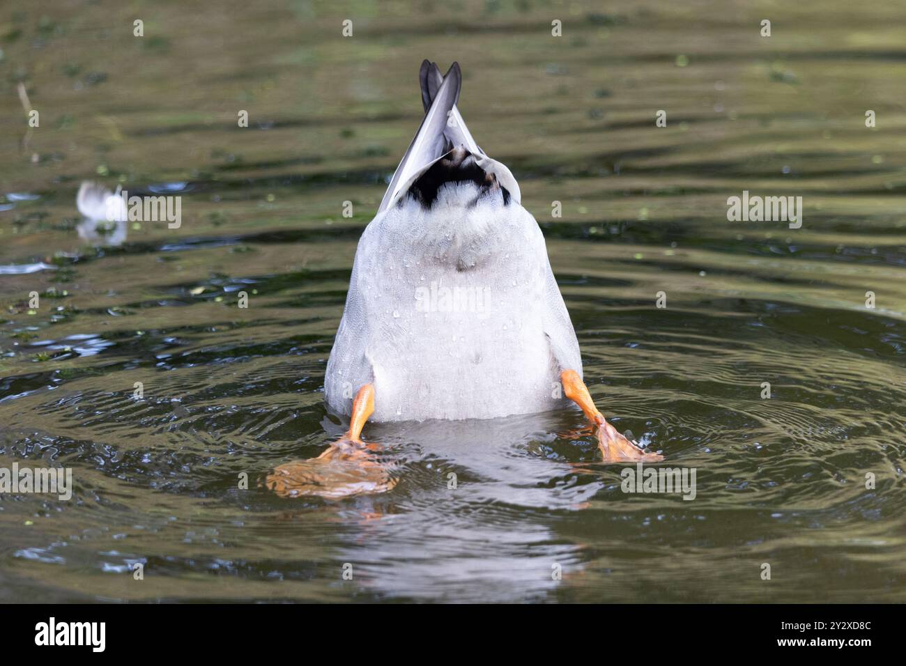 A humorous scene of a duck diving into a pond, with its tail feathers ...